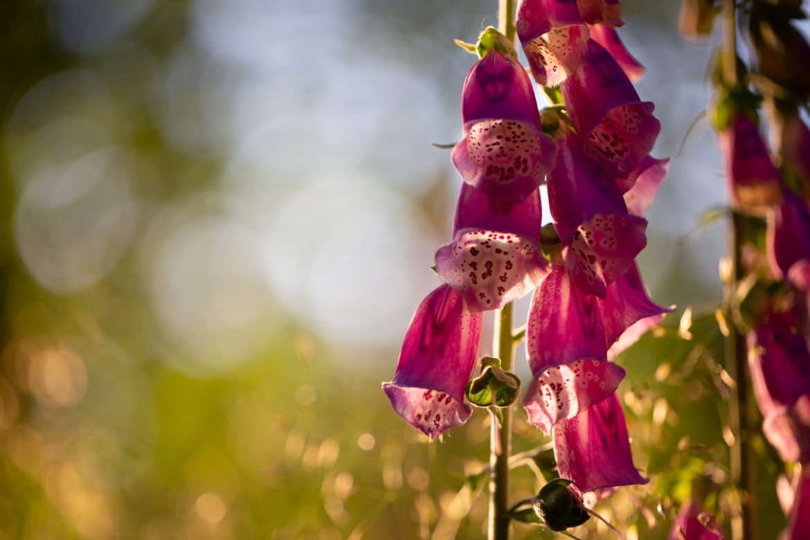 Makrofotografie - Ausrüstung, Tipps und Ideen — Lichter der Welt