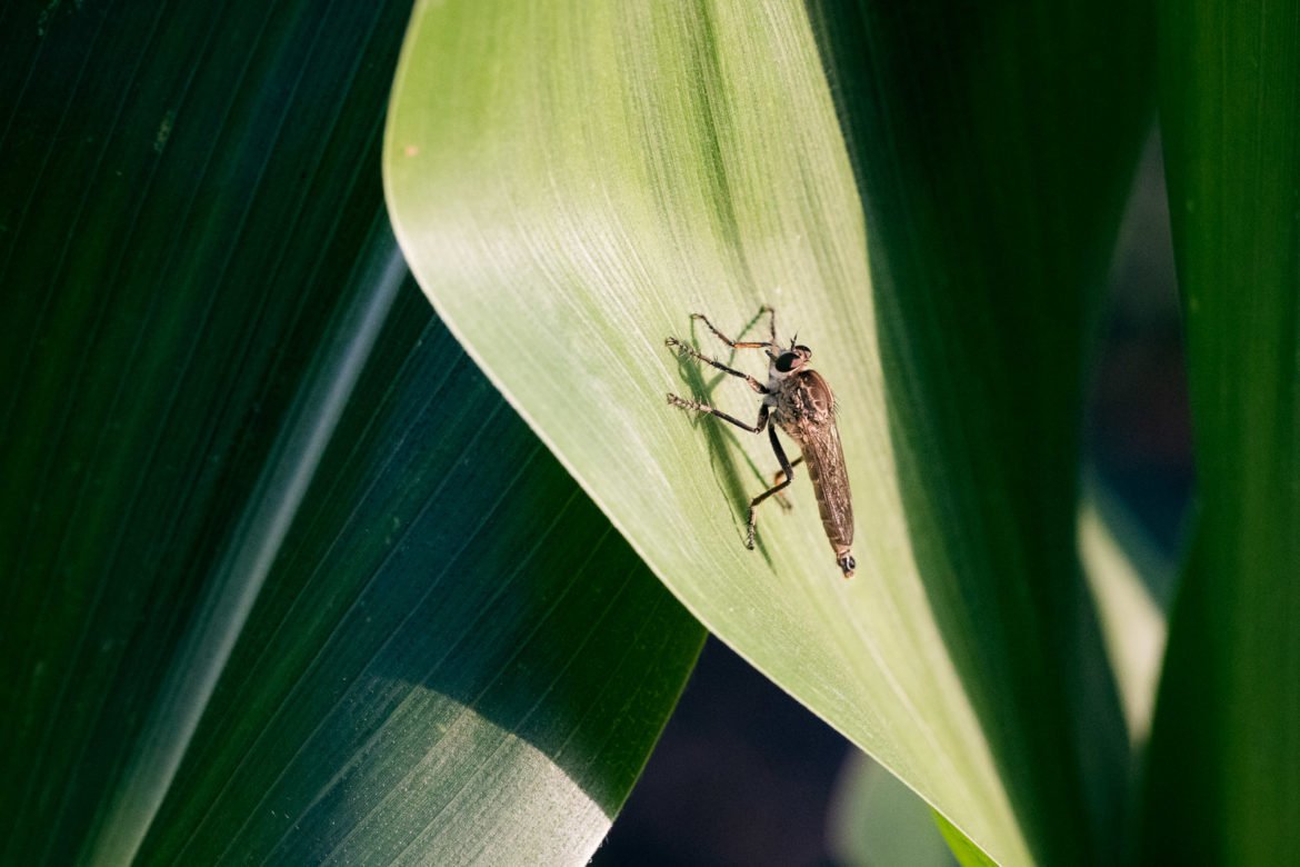 Makrofotografie - Ausrüstung, Tipps und Ideen — Lichter der Welt