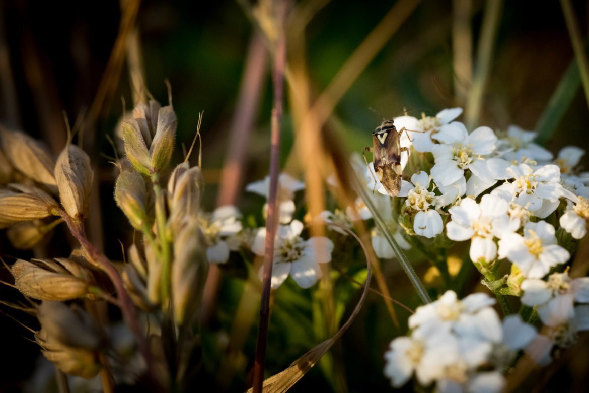 Makrofotografie - Ausrüstung, Tipps und Ideen — Lichter der Welt