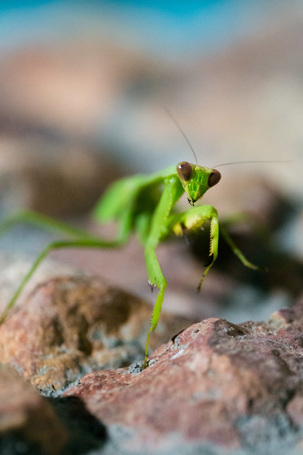 Makrofotografie - Ausrüstung, Tipps und Ideen — Lichter der Welt