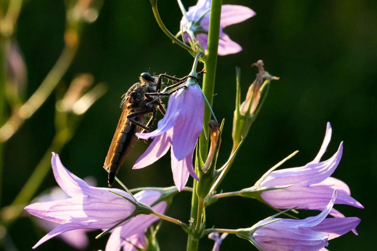 Makrofotografie - Ausrüstung, Tipps und Ideen — Lichter der Welt