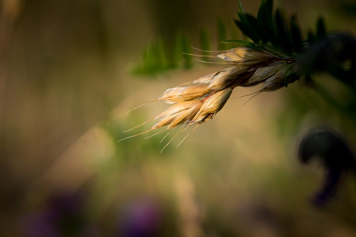 Makrofotografie - Ausrüstung, Tipps und Ideen — Lichter der Welt