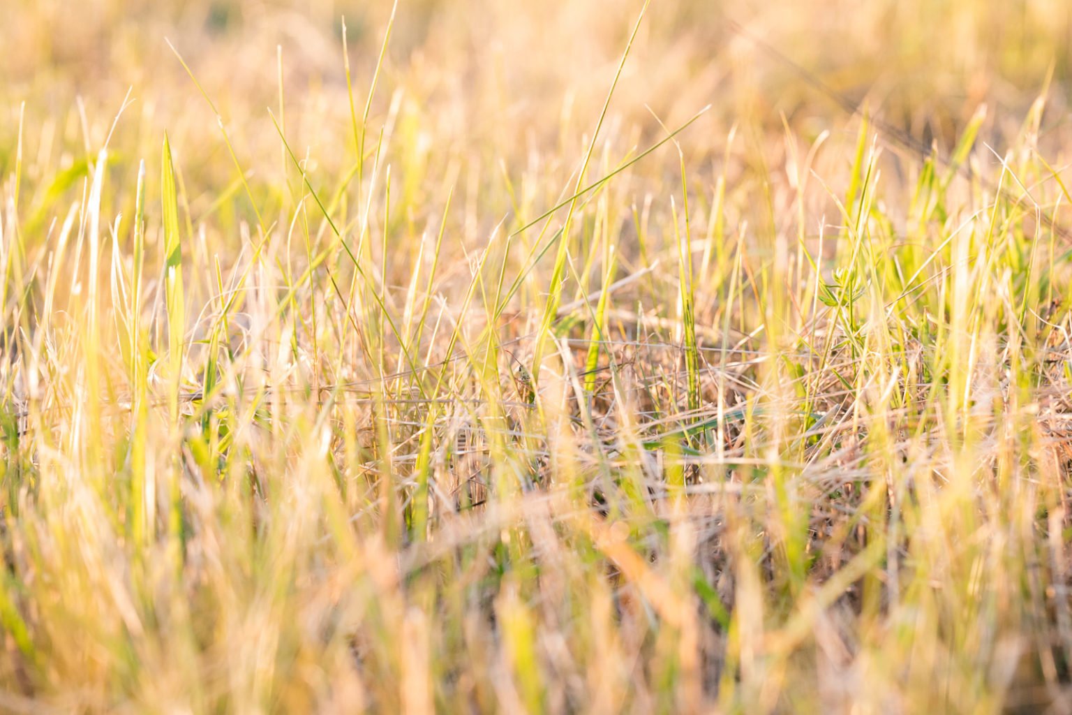 Makrofotografie - Ausrüstung, Tipps und Ideen — Lichter der Welt