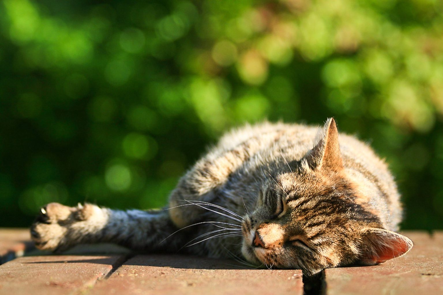 Tierfotografie: So machst du beeindruckende Haustierfotos