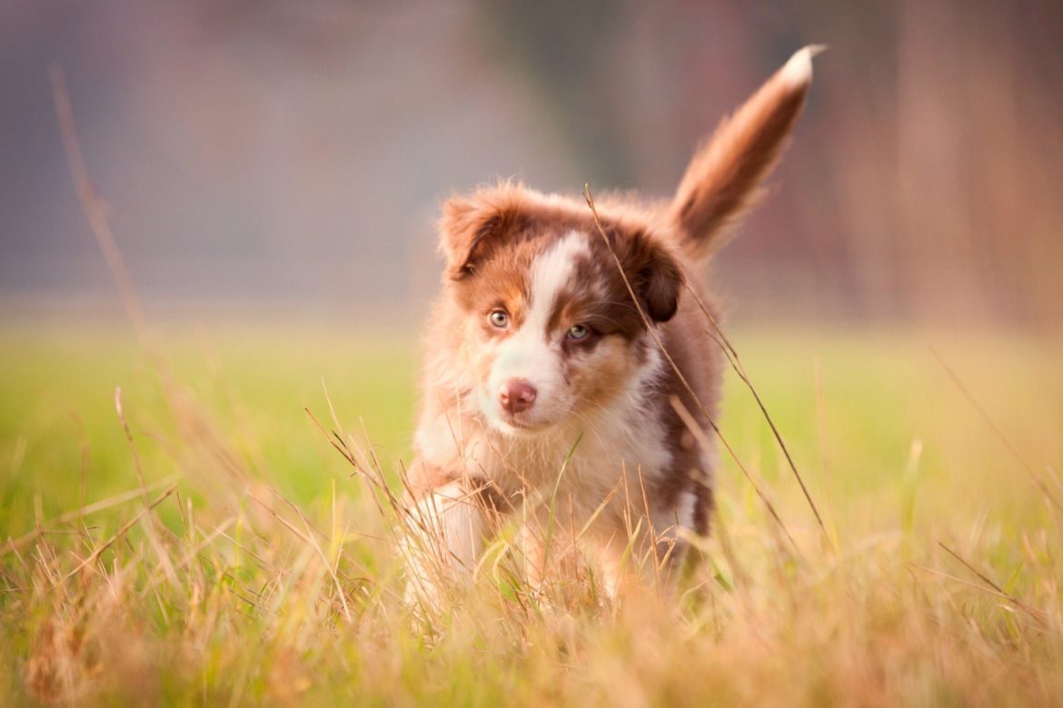 Tierfotografie: So machst du beeindruckende Haustierfotos