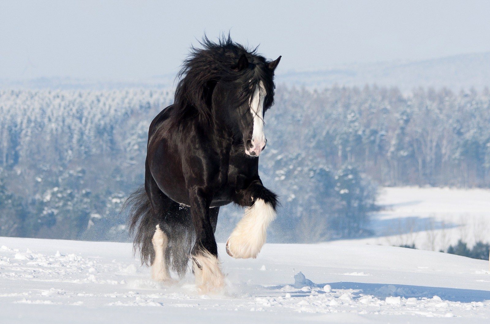 Tierfotografie: So machst du beeindruckende Haustierfotos