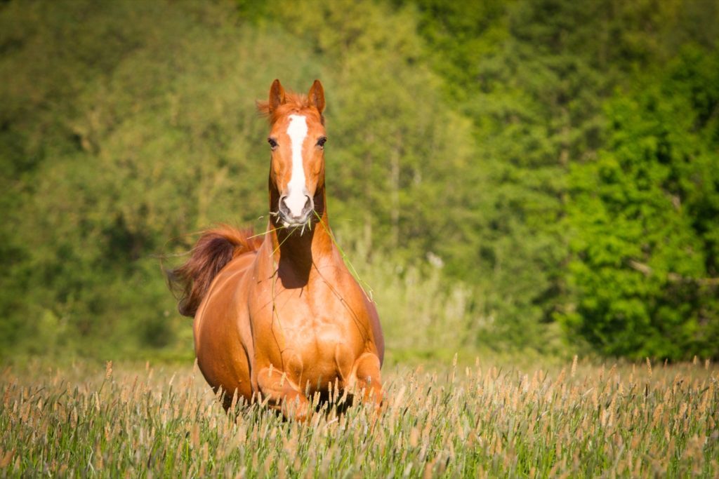 Tierfotografie: So machst du beeindruckende Haustierfotos