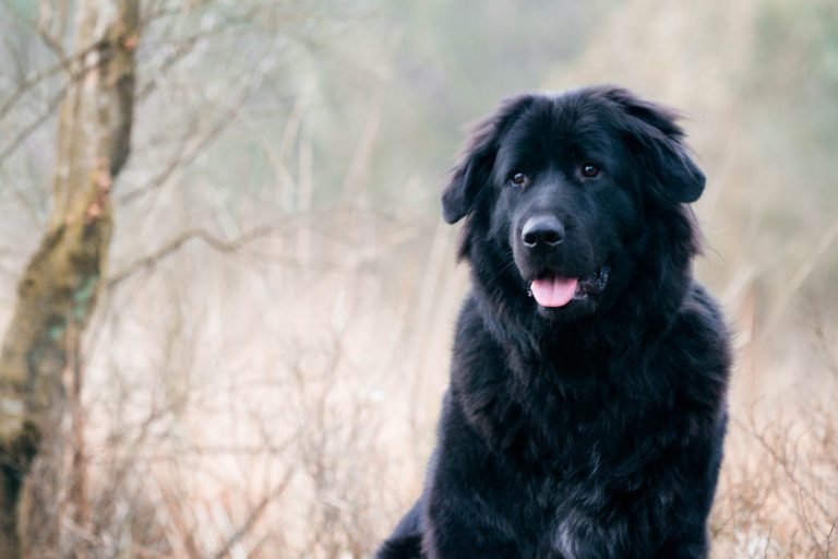 Tierfotografie: So machst du beeindruckende Haustierfotos