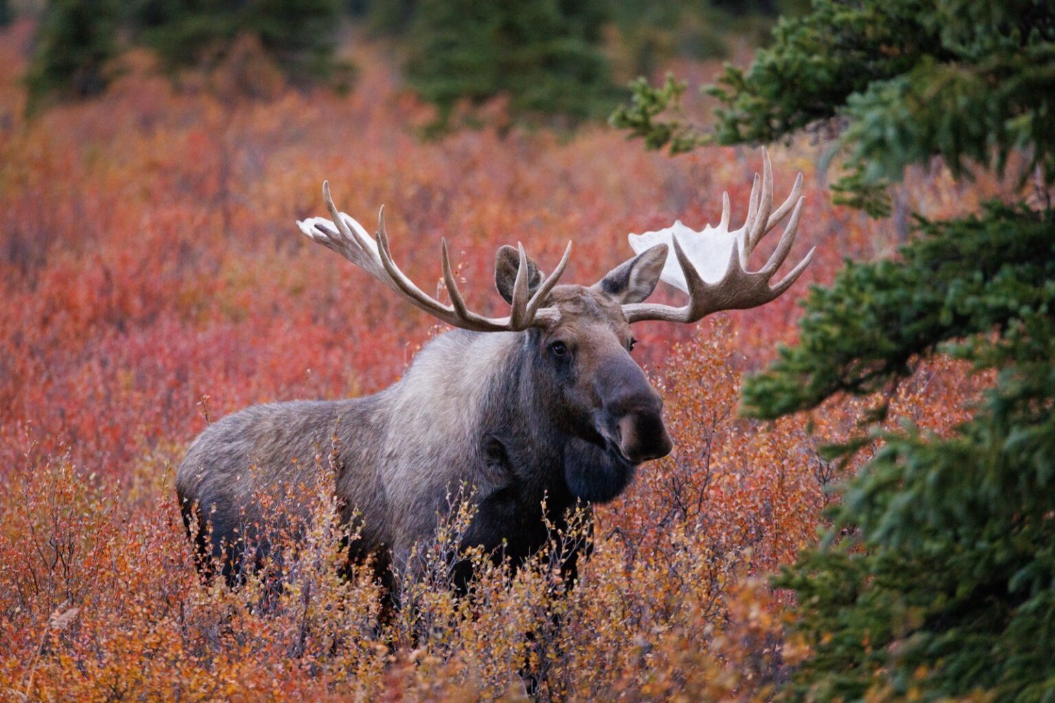 Alaska: Reise in die große Wildnis — Lichter der Welt